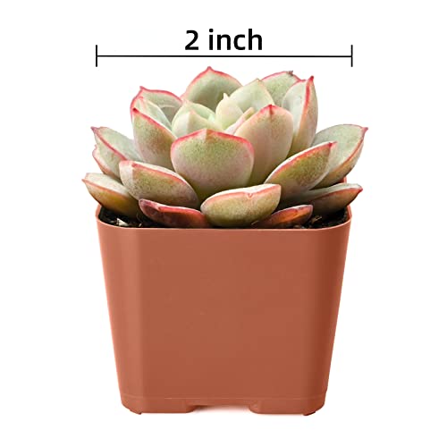 Succulent Plants (4 Pack), Live Assorted Succulents Fully Rooted in 2" Grower Pots with Soil, Unique Potted House Plants for DIY, Home Decor, Wedding Party Favor Gift