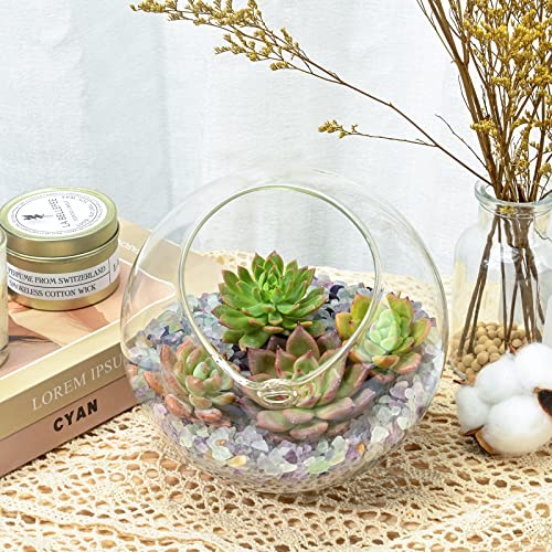 Succulent Plants (4 Pack), Live Assorted Succulents Fully Rooted in 2" Grower Pots with Soil, Unique Potted House Plants for DIY, Home Decor, Wedding Party Favor Gift