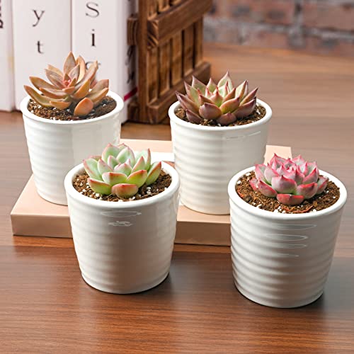 Succulent Plants (4 Pack), Live Assorted Succulents Fully Rooted in 2" Grower Pots with Soil, Unique Potted House Plants for DIY, Home Decor, Wedding Party Favor Gift