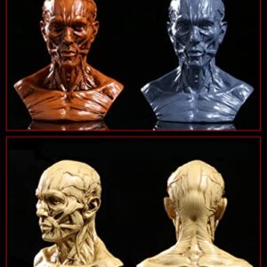 DenFactory Human 10cm Muscle Skeleton Head Model Muscle Head Skull Anatomy Sculpture Art Sketch Learning Supplies (Amber White Resin)