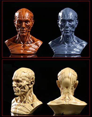 DenFactory Human 10cm Muscle Skeleton Head Model Muscle Head Skull Anatomy Sculpture Art Sketch Learning Supplies (Amber White Resin)