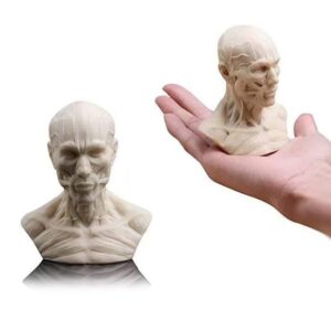 denfactory human 10cm muscle skeleton head model muscle head skull anatomy sculpture art sketch learning supplies (amber white resin)