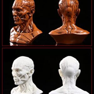 DenFactory Human 10cm Muscle Skeleton Head Model Muscle Head Skull Anatomy Sculpture Art Sketch Learning Supplies (Amber White Resin)