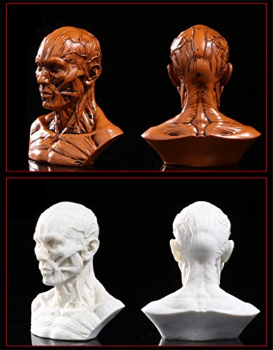 DenFactory Human 10cm Muscle Skeleton Head Model Muscle Head Skull Anatomy Sculpture Art Sketch Learning Supplies (Amber White Resin)