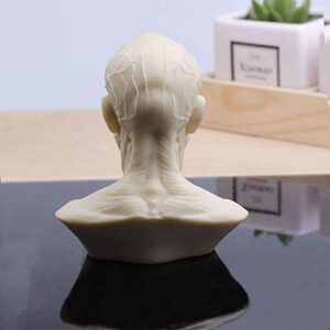 DenFactory Human 10cm Muscle Skeleton Head Model Muscle Head Skull Anatomy Sculpture Art Sketch Learning Supplies (Amber White Resin)