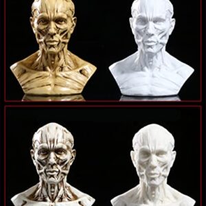 DenFactory Human 10cm Muscle Skeleton Head Model Muscle Head Skull Anatomy Sculpture Art Sketch Learning Supplies (Amber White Resin)