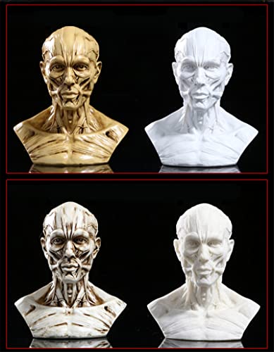 DenFactory Human 10cm Muscle Skeleton Head Model Muscle Head Skull Anatomy Sculpture Art Sketch Learning Supplies (Amber White Resin)