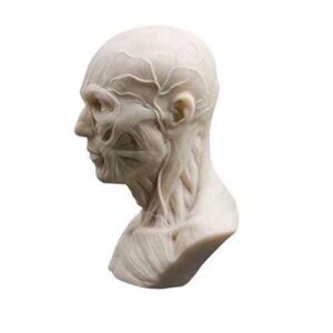 DenFactory Human 10cm Muscle Skeleton Head Model Muscle Head Skull Anatomy Sculpture Art Sketch Learning Supplies (Amber White Resin)