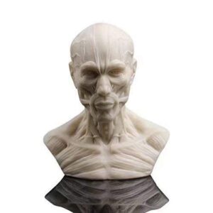 DenFactory Human 10cm Muscle Skeleton Head Model Muscle Head Skull Anatomy Sculpture Art Sketch Learning Supplies (Amber White Resin)