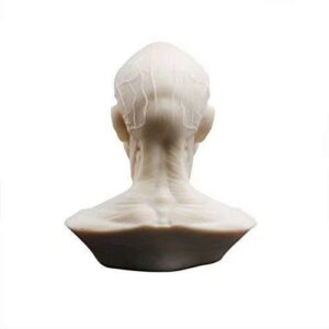 DenFactory Human 10cm Muscle Skeleton Head Model Muscle Head Skull Anatomy Sculpture Art Sketch Learning Supplies (Amber White Resin)