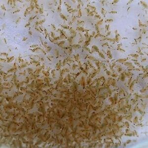 ONE Capsule Daphnia Magna Water FLEA Eggs Alive Free Chlorella Powder for Feeding Crustaceans - Daphnia, Moina, Rotifer, Fairy Shrimp, and Other Live Fish Food