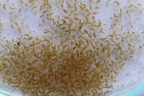 ONE Capsule Daphnia Magna Water FLEA Eggs Alive Free Chlorella Powder for Feeding Crustaceans - Daphnia, Moina, Rotifer, Fairy Shrimp, and Other Live Fish Food