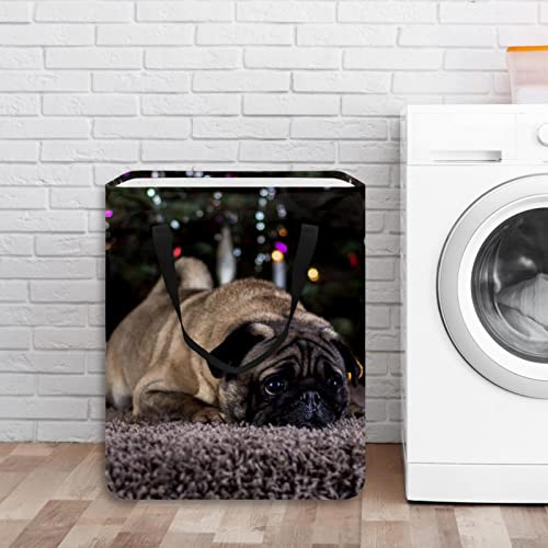 Pug Dog Print Collapsible Laundry Hamper, 60L Waterproof Laundry Baskets Washing Bin Clothes Toys Storage for Dorm Bathroom Bedroom