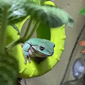 Tree Frog Habitat Reptile Amphibian Climbing Swing