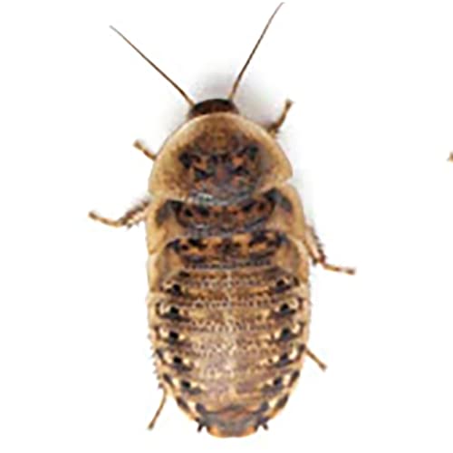 Dubia Roaches | Live Feeder Dubia Roach Multiple Sizes and Quantities | Small, Medium, and Large Sizes | Quantities from 100 to 1,000