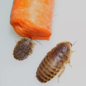 Dubia Roaches | Live Feeder Dubia Roach Multiple Sizes and Quantities | Small, Medium, and Large Sizes | Quantities from 100 to 1,000