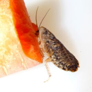 Dubia Roaches | Live Feeder Dubia Roach Multiple Sizes and Quantities | Small, Medium, and Large Sizes | Quantities from 100 to 1,000