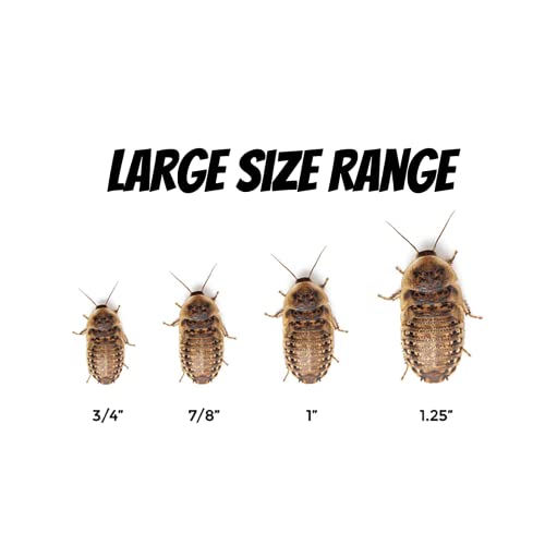 Dubia Roaches | Live Feeder Dubia Roach Multiple Sizes and Quantities | Small, Medium, and Large Sizes | Quantities from 100 to 1,000