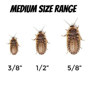 Dubia Roaches | Live Feeder Dubia Roach Multiple Sizes and Quantities | Small, Medium, and Large Sizes | Quantities from 100 to 1,000