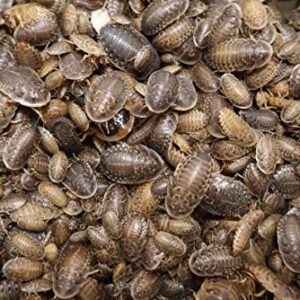 Dubia Roaches | Live Feeder Dubia Roach Multiple Sizes and Quantities | Small, Medium, and Large Sizes | Quantities from 100 to 1,000