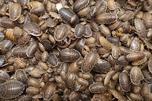 Dubia Roaches | Live Feeder Dubia Roach Multiple Sizes and Quantities | Small, Medium, and Large Sizes | Quantities from 100 to 1,000