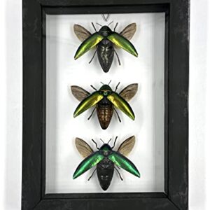 TAXIBUGS 3 Jewel Beetle (Sternocera Aeguisignata) – Preserved Taxidermy Insect Bug Collection Framed in a 3D Wooden Frame as Pictured Taxidermy (Transparent Background Black Wooden Frame)