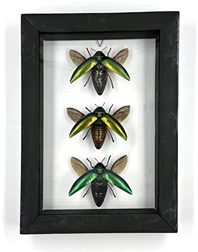 TAXIBUGS 3 Jewel Beetle (Sternocera Aeguisignata) – Preserved Taxidermy Insect Bug Collection Framed in a 3D Wooden Frame as Pictured Taxidermy (Transparent Background Black Wooden Frame)