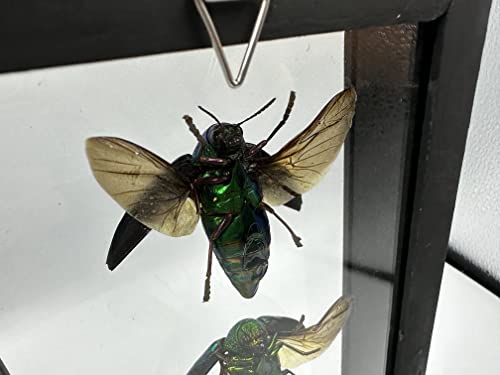 TAXIBUGS 3 Jewel Beetle (Sternocera Aeguisignata) – Preserved Taxidermy Insect Bug Collection Framed in a 3D Wooden Frame as Pictured Taxidermy (Transparent Background Black Wooden Frame)