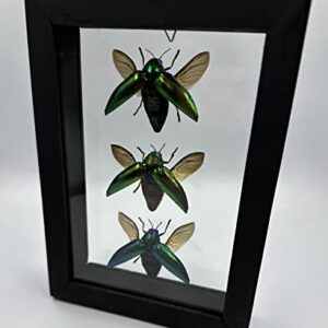 TAXIBUGS 3 Jewel Beetle (Sternocera Aeguisignata) – Preserved Taxidermy Insect Bug Collection Framed in a 3D Wooden Frame as Pictured Taxidermy (Transparent Background Black Wooden Frame)