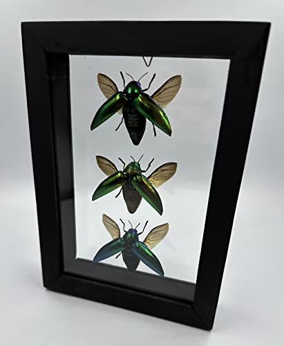 TAXIBUGS 3 Jewel Beetle (Sternocera Aeguisignata) – Preserved Taxidermy Insect Bug Collection Framed in a 3D Wooden Frame as Pictured Taxidermy (Transparent Background Black Wooden Frame)