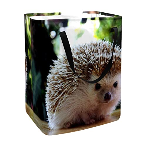 Cute Hedgehog Print Collapsible Laundry Hamper, 60L Waterproof Laundry Baskets Washing Bin Clothes Toys Storage for Dorm Bathroom Bedroom