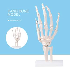 MrHugoo Human Hand Bone Model Human Skeleton Hand Model on Base, Hand Bone,Life Size, Articulated for Medical Study Education Demonstration (Right Hand)