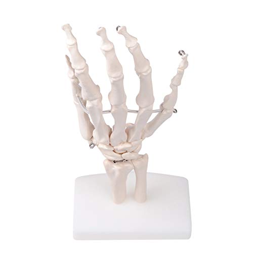 MrHugoo Human Hand Bone Model Human Skeleton Hand Model on Base, Hand Bone,Life Size, Articulated for Medical Study Education Demonstration (Right Hand)