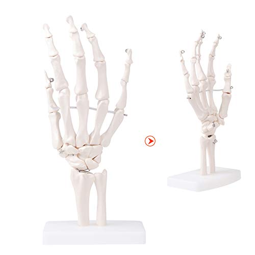 MrHugoo Human Hand Bone Model Human Skeleton Hand Model on Base, Hand Bone,Life Size, Articulated for Medical Study Education Demonstration (Right Hand)