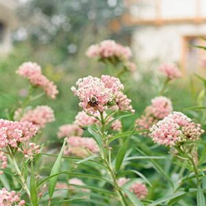 Sereniseed Milkweed Seed Collection (5-Pack)