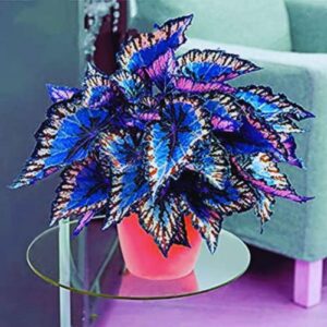 mix coleus seeds for planting, 100 beautiful coleus flower seeds