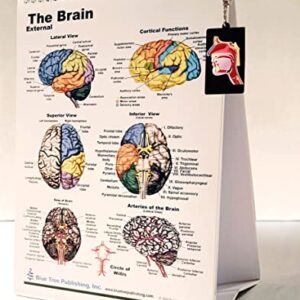 Speech Language Pathology SLP Charts Complete Series with QR Codes for Animation with Mini Head Model, Swallowing, Brain, Larynx, Lungs, Speech Articulation, Voice and More