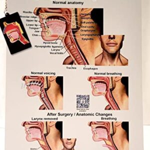 Speech Language Pathology SLP Charts Complete Series with QR Codes for Animation with Mini Head Model, Swallowing, Brain, Larynx, Lungs, Speech Articulation, Voice and More