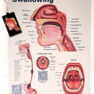 Speech Language Pathology SLP Charts Complete Series with QR Codes for Animation with Mini Head Model, Swallowing, Brain, Larynx, Lungs, Speech Articulation, Voice and More