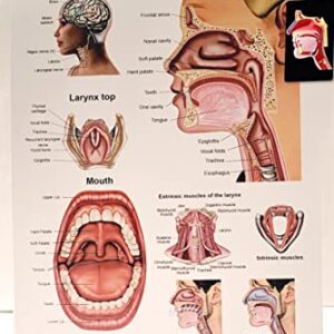 Speech Language Pathology SLP Charts Complete Series with QR Codes for Animation with Mini Head Model, Swallowing, Brain, Larynx, Lungs, Speech Articulation, Voice and More