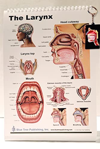 Speech Language Pathology SLP Charts Complete Series with QR Codes for Animation with Mini Head Model, Swallowing, Brain, Larynx, Lungs, Speech Articulation, Voice and More