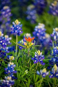 wildflower photography print (not framed) vertical picture of indian paintbrush standing out in bluebonnets on spring day in texas nature wall art flower decor (5" x 7")