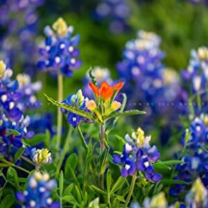 Wildflower Photography Print (Not Framed) Vertical Picture of Indian Paintbrush Standing Out in Bluebonnets on Spring Day in Texas Nature Wall Art Flower Decor (5" x 7")