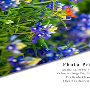 Wildflower Photography Print (Not Framed) Vertical Picture of Indian Paintbrush Standing Out in Bluebonnets on Spring Day in Texas Nature Wall Art Flower Decor (5" x 7")