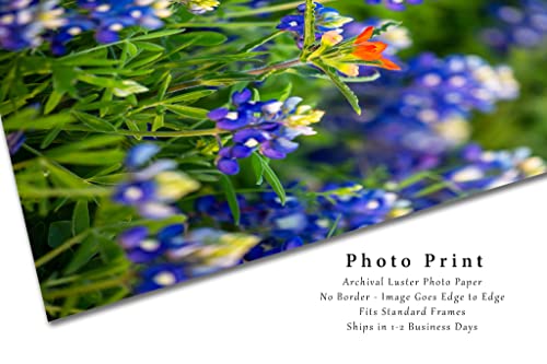 Wildflower Photography Print (Not Framed) Vertical Picture of Indian Paintbrush Standing Out in Bluebonnets on Spring Day in Texas Nature Wall Art Flower Decor (5" x 7")