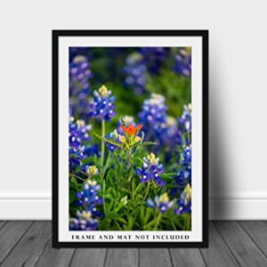 Wildflower Photography Print (Not Framed) Vertical Picture of Indian Paintbrush Standing Out in Bluebonnets on Spring Day in Texas Nature Wall Art Flower Decor (5" x 7")