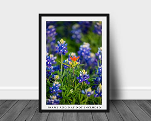 Wildflower Photography Print (Not Framed) Vertical Picture of Indian Paintbrush Standing Out in Bluebonnets on Spring Day in Texas Nature Wall Art Flower Decor (5" x 7")