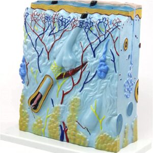 bawho human skin tissue structure model, 105 times magnified cross-sectional model of human skin for science classroom study display