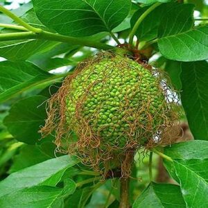 kviter 10 apple monkey ball maclura pomifera tree seeds - organic fresh tree seeds for planting - live tree seeds for home and garden