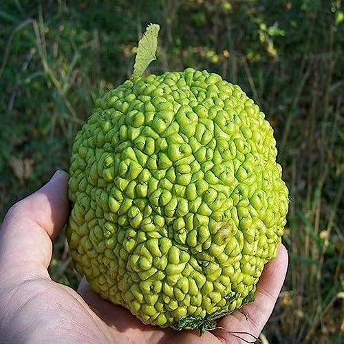 KVITER 10 Apple Monkey Ball Maclura Pomifera Tree Seeds - Organic Fresh Tree Seeds for Planting - Live Tree Seeds for Home and Garden